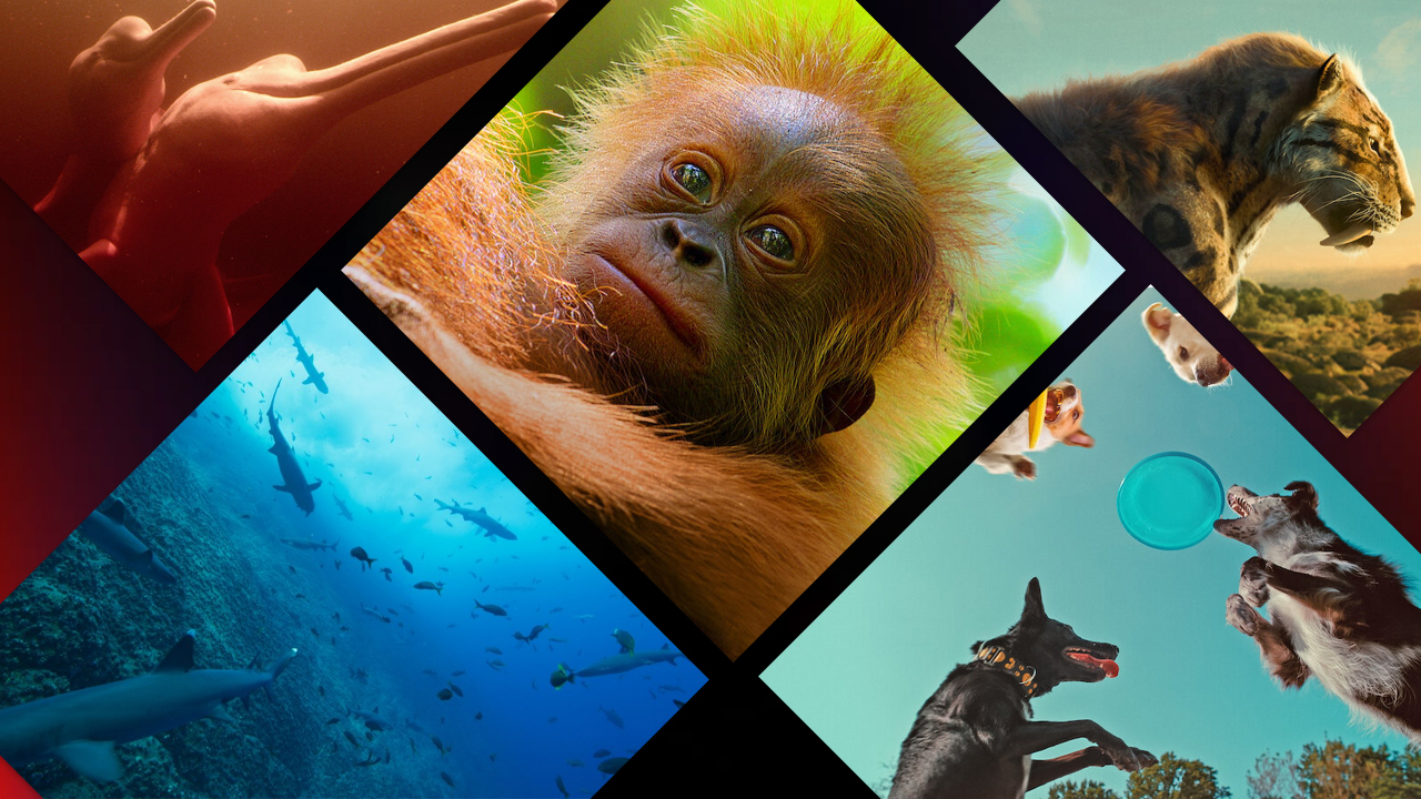 Nature Documentaries Coming to Netflix in 2024 and Beyond ...